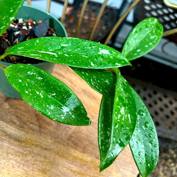 Other | Hoya Splash Hoya Pubicalyx Rare Wax Plant | Poshmark